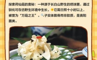 荷仙菇多少钱一斤_荷仙菇价格为什么贵