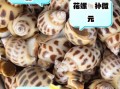 花螺的营养价值及功效_花螺怎么吃最营养