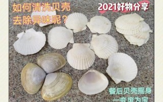 小贝壳的做法大全_小贝壳怎么清洗才干净