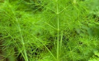 茴香长什么样_茴香的图片怎么辨认