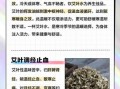 长期喝艾叶水可以吗_艾叶水每天喝多少合适