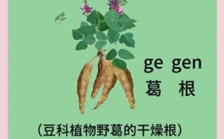 葛根的最佳配伍是什么_葛根和什么搭配效果最好