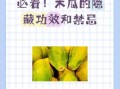 木瓜为什么不能直接吃_木瓜生吃会怎样