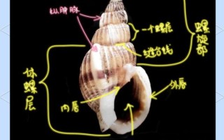 织纹螺有毒吗_怎么分辨织纹螺