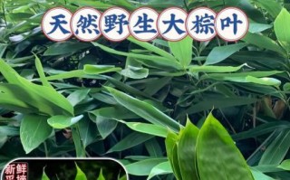 包粽子的叶子叫什么树_粽叶是哪种植物的叶子