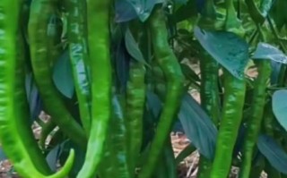 辣椒价格最新行情2021_辣椒为何突然涨价