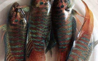 墨斗鱼怎么赚钱_墨斗鱼新手必看