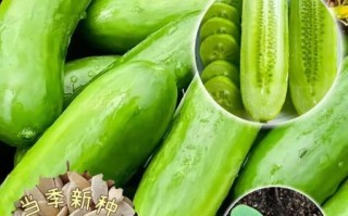 青节瓜图片_青节瓜和丝瓜区别