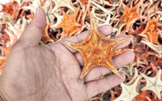 海星的功效与作用有哪些_海星怎么吃效果最好