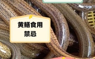 黄鳝寄生虫多不多_怎么安全吃黄鳝