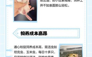 通心粉鼠怎么养_通心粉鼠饲养注意事项