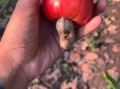 腰果苹果和莲雾的区别_哪个更好吃