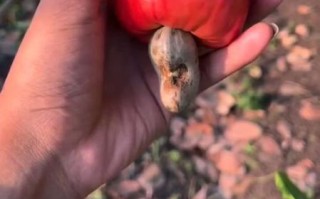 腰果苹果和莲雾的区别_哪个更好吃