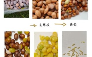银杏果怎么做好吃_银杏果的家常做法大全