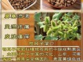 苍耳子能治鼻炎吗_苍耳子副作用有哪些