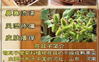 苍耳子能治鼻炎吗_苍耳子副作用有哪些