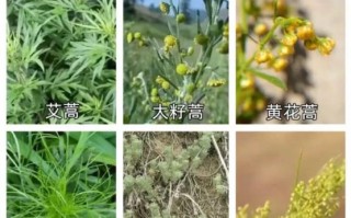 蒿草过敏症状_蒿草过敏怎么办