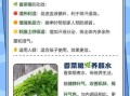 香菜根的功效与作用_香菜根煮水能天天喝吗