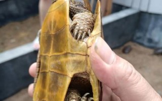 鹰嘴龟的功效与作用_鹰嘴龟怎么吃最补