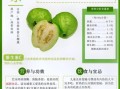 番石榴的功效与作用怎么吃_番石榴的正确吃法