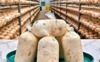 鸡菇菌怎么种植_鸡菇菌营养价值高吗