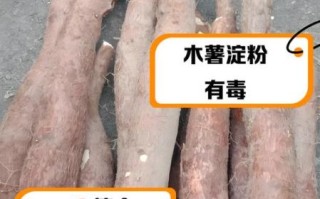 木薯淀粉有毒吗_如何安全食用