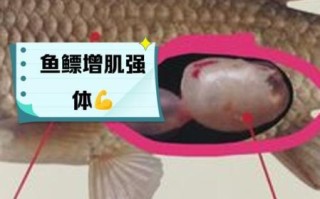 鱼鳔是鱼的什么器官_鱼鳔的功能有哪些 鱼鳔是鱼的什么器官_鱼鳔的功能有哪些