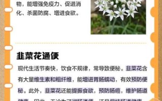 韭菜花的花能吃吗_要不要摘掉