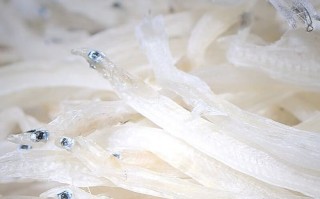 银鱼卖120元一斤正常吗_银鱼价格为什么这么贵