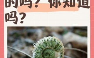 蕨菜致癌是真的吗_央视权威解读