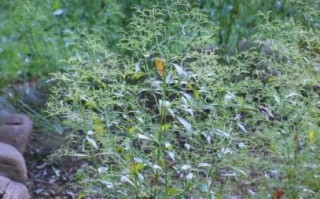 野生穿心莲图片_如何辨别真假