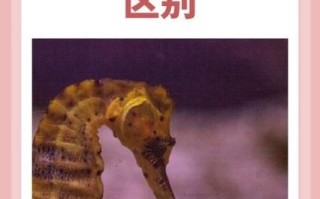 海龙和海马的功效区别_哪个补肾更好