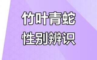 竹叶青蛇和翠青蛇的区别_如何一眼分辨