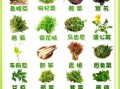 野菜图片大全及名字_野菜识别图库怎么用