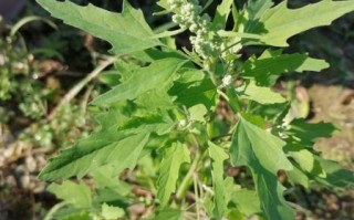 野菜灰灰菜有毒吗_灰灰菜中毒症状