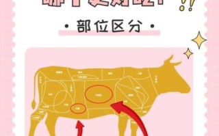 牛腩是牛的哪个部位_牛腩和牛肋条区别