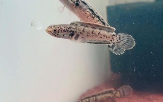 豆芽菜的爱雷龙是什么_如何饲养爱雷龙