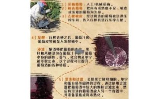 葡萄酒制作注意事项_自酿葡萄酒常见问题