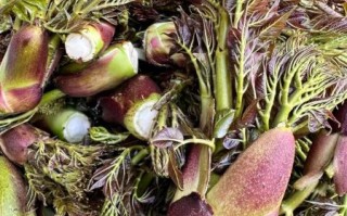 种植刺老芽骗局是真的吗_刺老芽种植包回收靠谱吗