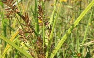 三棱草和香附子的区别_如何快速区分