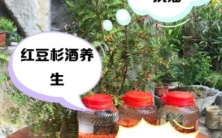 红豆杉木泡水喝的危害_红豆杉木泡水副作用