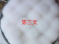 霉豆腐的制作方法图解_霉豆腐怎么做好吃