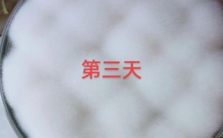 霉豆腐的制作方法图解_霉豆腐怎么做好吃