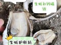 生蚝壮阳效果好吗_生蚝怎么吃最补肾