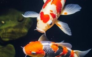 红鲤鱼图片大全_高清红鲤鱼怎么拍