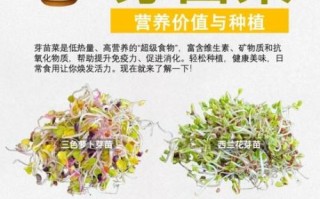芽菜苗菜怎么种_芽菜苗菜生产技术