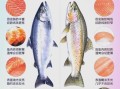 红鲑鱼和三文鱼的区别_红鲑鱼营养价值高吗