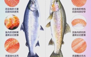 红鲑鱼和三文鱼的区别_红鲑鱼营养价值高吗