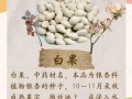 白果治妇科病每天吃几粒_白果一天吃多少粒合适