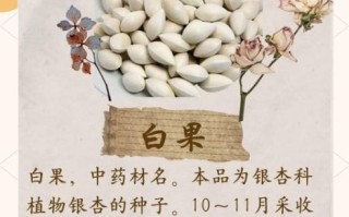 白果治妇科病每天吃几粒_白果一天吃多少粒合适